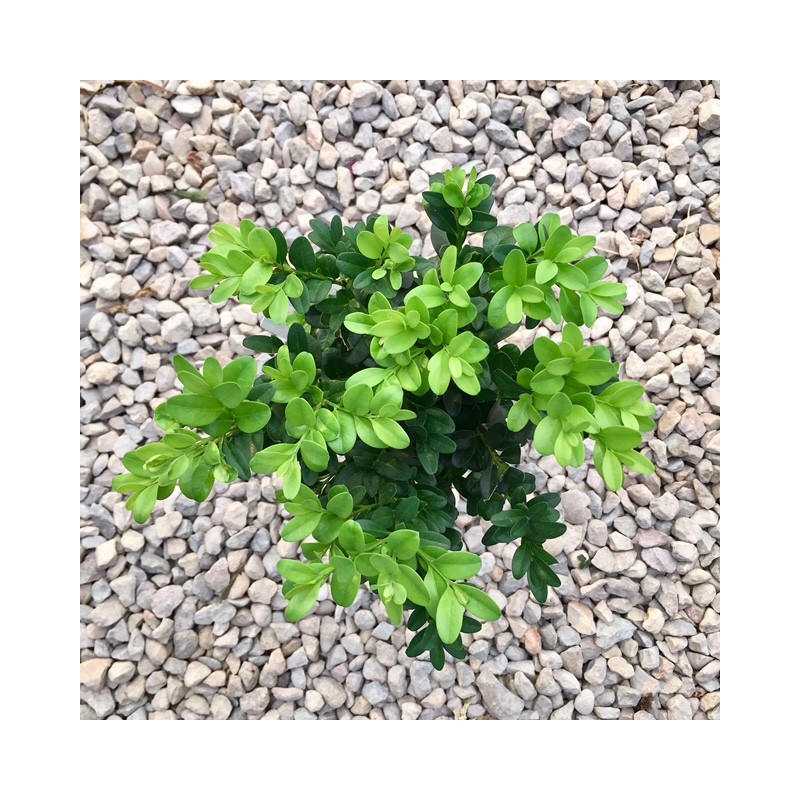 Boj-Buxus sempervirens