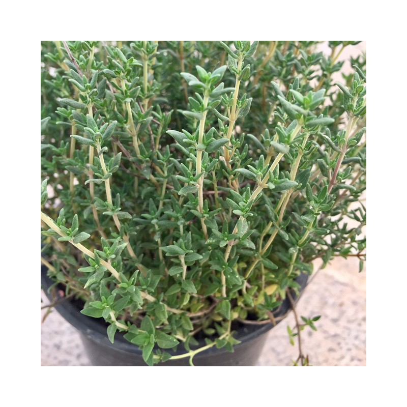 Tomillo-Thymus vulgaris C-14